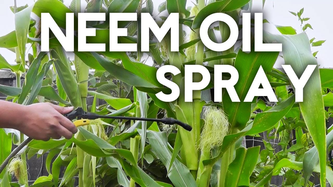 How to Make a Homemade Organic Pesticide and Natural Insecticide Spray ...