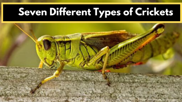 Cricket Insect types, sounds and their characteristics