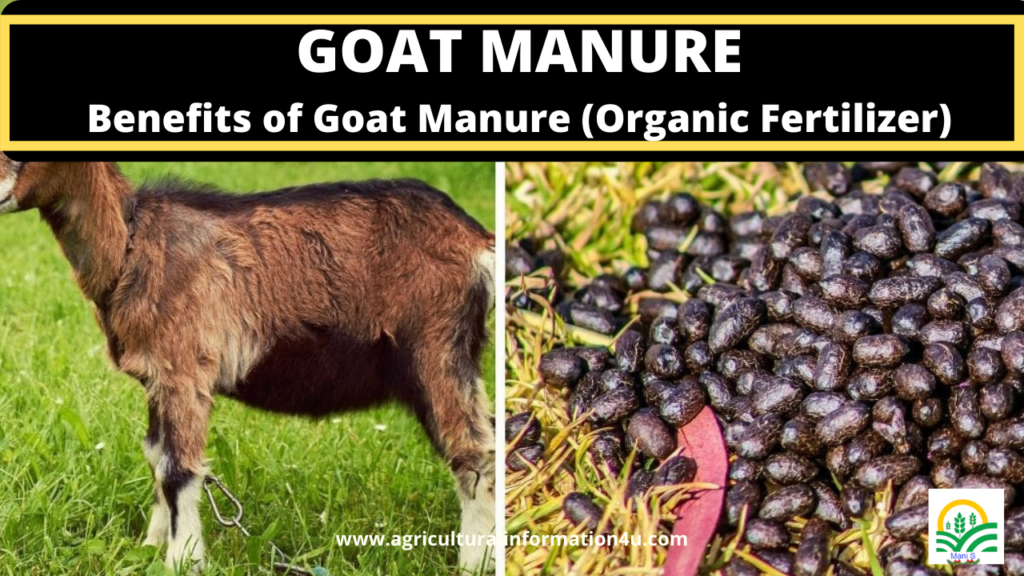 Benefits of goat manure(an organic fertilizer) in the garden