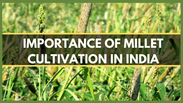 Importance of Millets Cultivation in India