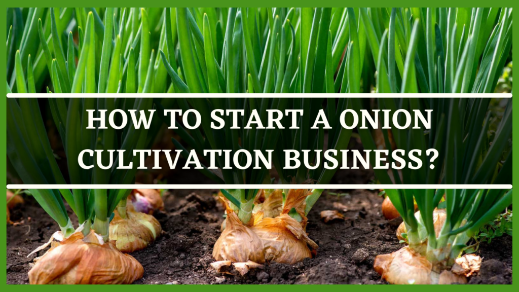 How to Start a Onion Cultivation Business?