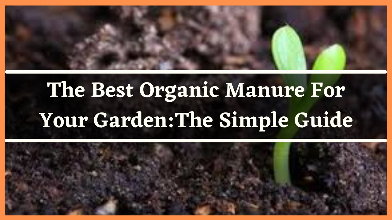 The Best Organic Manure For Your Garden