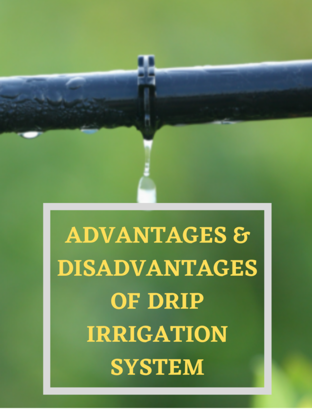 Advantages and Disadvantages of Drip Irrigation System » Agriculture ...