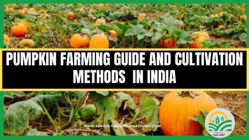 Pumkin Farming Guide and Cultivation Methods in India