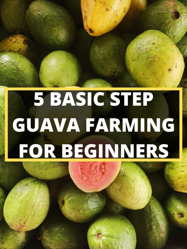 5 Basic Steps for Guava Farming » Agriculture and Technology