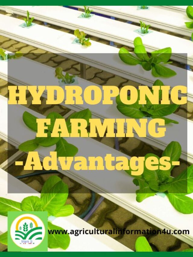Hydroponic Farming » Agriculture and Technology